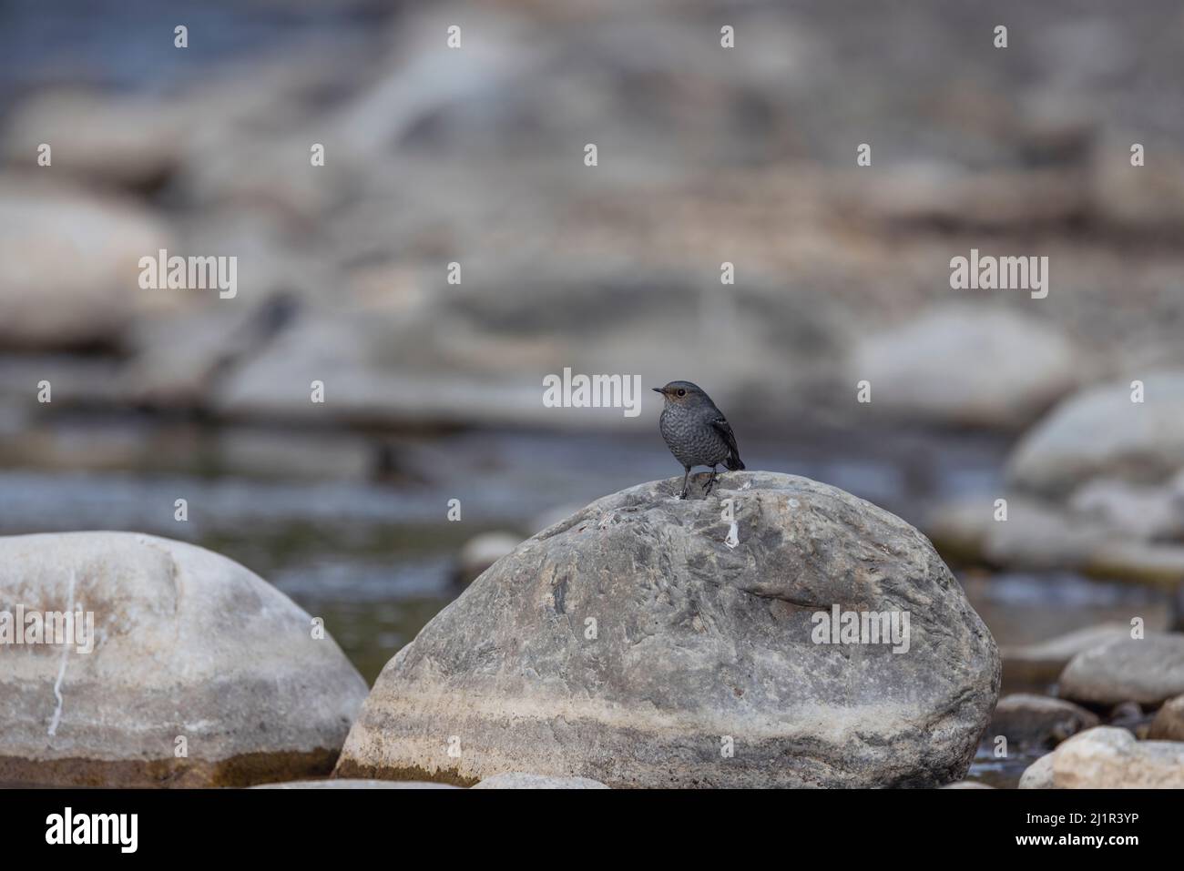 White-capped Redstart, Phoenicurus leucocephalus, male, Uttarakhand ...
