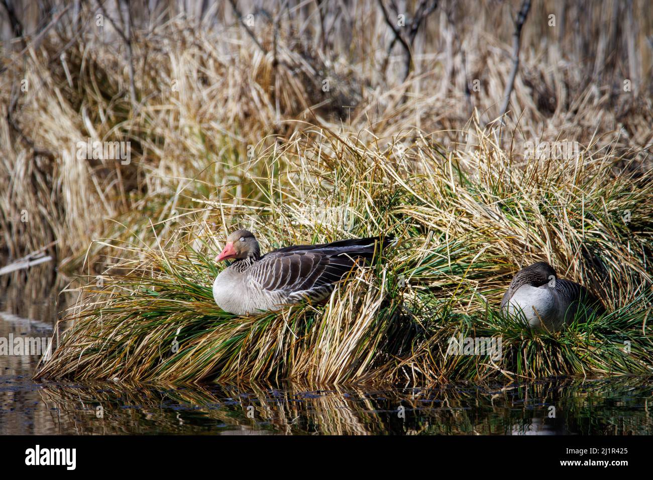 a pair of geese sleeping in the sun in their nest Stock Photo - Alamy