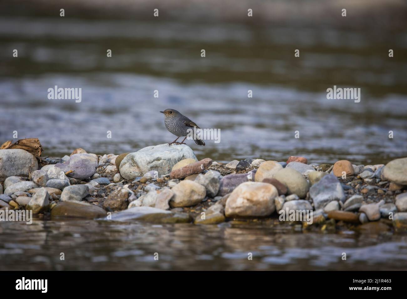 White-capped Redstart, Phoenicurus leucocephalus, male, Uttarakhand ...