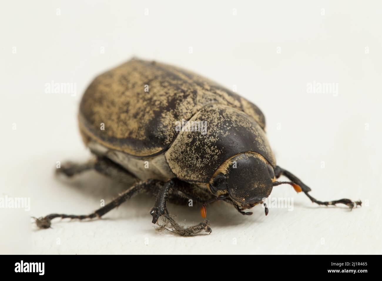 Insect Mottled flower scarab Protaetia fusca isolated on white ...