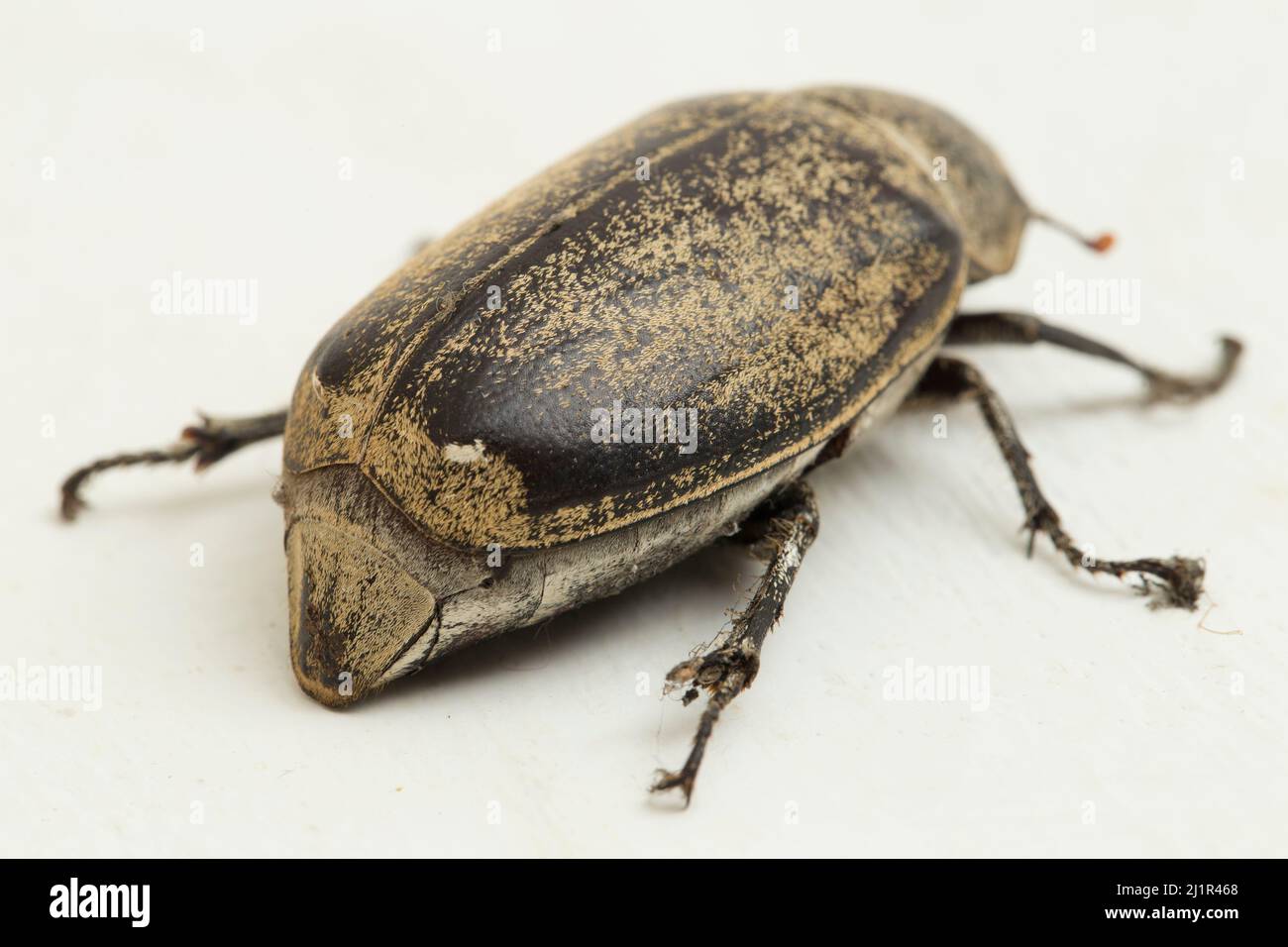 Insect Mottled flower scarab Protaetia fusca isolated on white ...