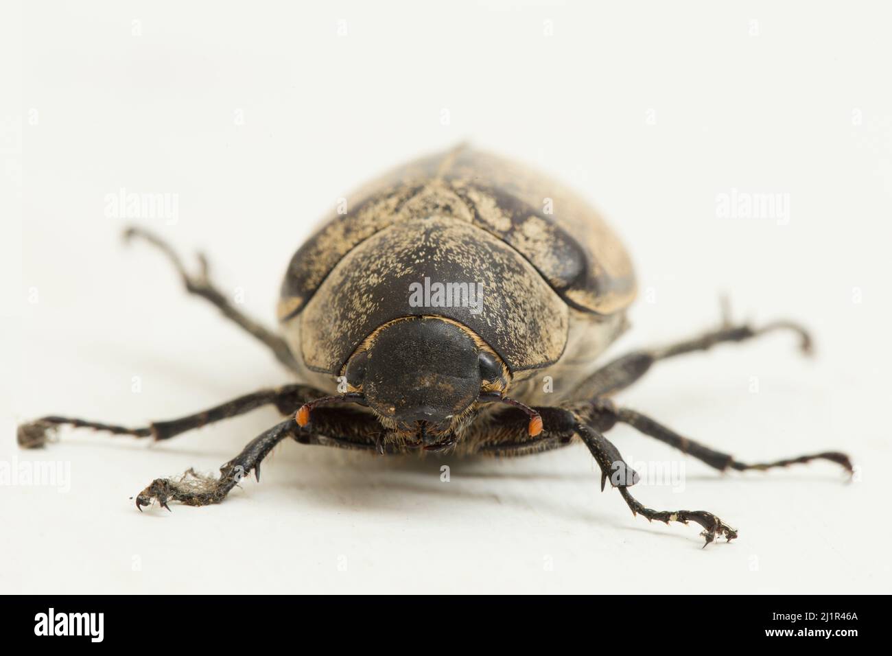 Insect Mottled flower scarab Protaetia fusca isolated on white ...