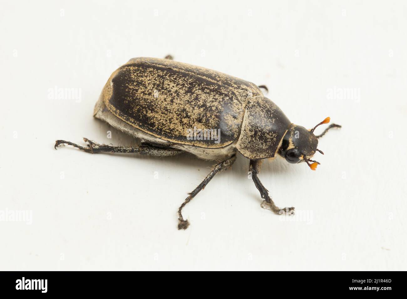 Insect Mottled flower scarab Protaetia fusca isolated on white ...