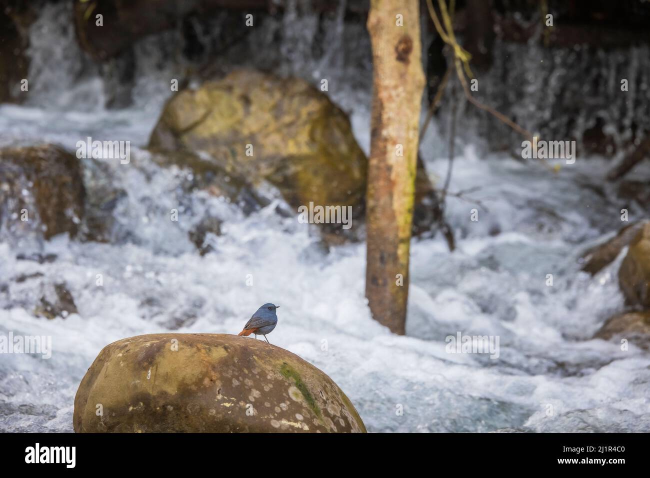 White-capped Redstart, Phoenicurus leucocephalus, male, Uttarakhand ...
