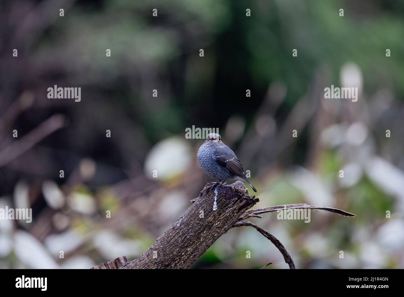 White-capped Redstart, Phoenicurus leucocephalus, male, Uttarakhand ...
