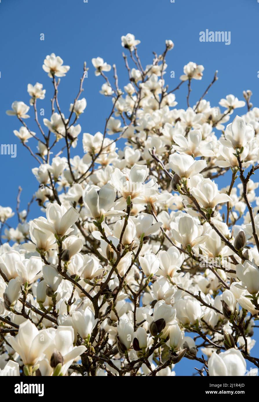 White magnolia flowers top view hi-res stock photography and images - Alamy