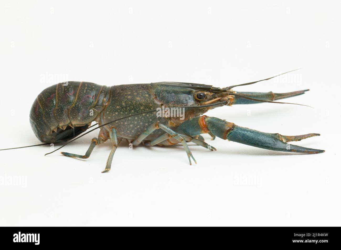 Freshwater crayfish Procambarus clarkii isolated on white background ...