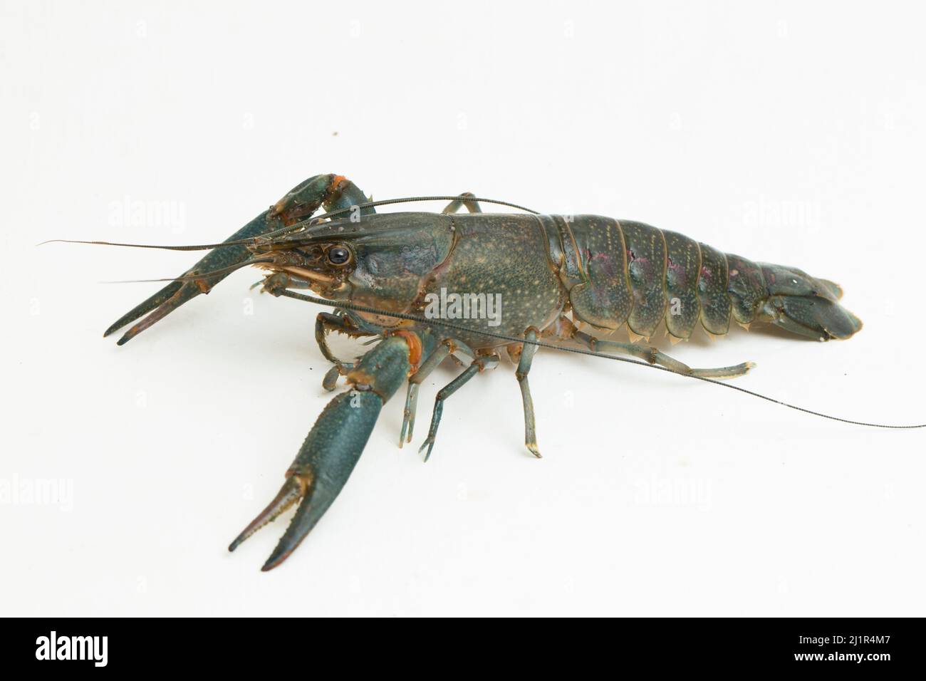 Freshwater crayfish Procambarus clarkii isolated on white background ...