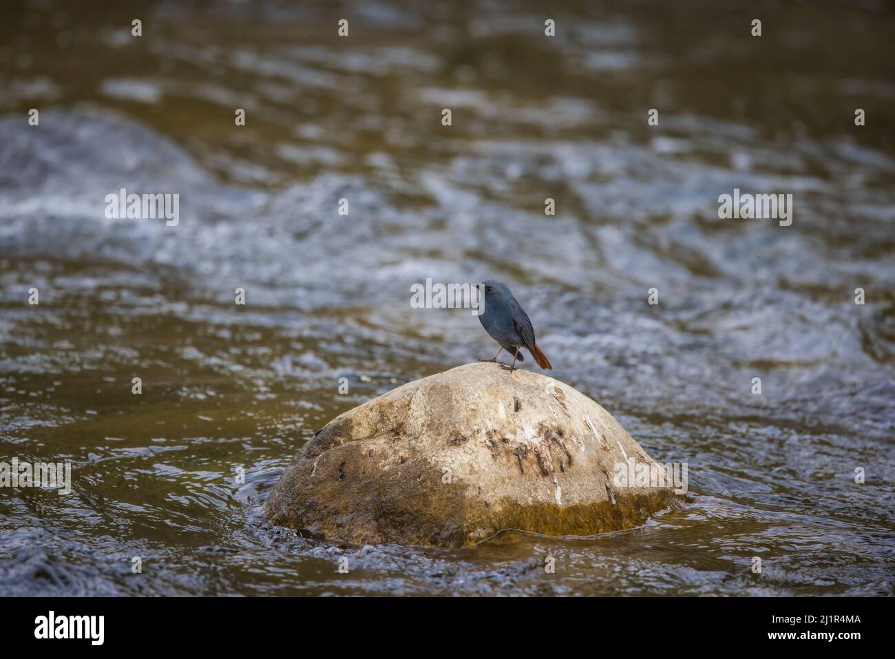 White-capped Redstart, Phoenicurus leucocephalus, male, Uttarakhand ...