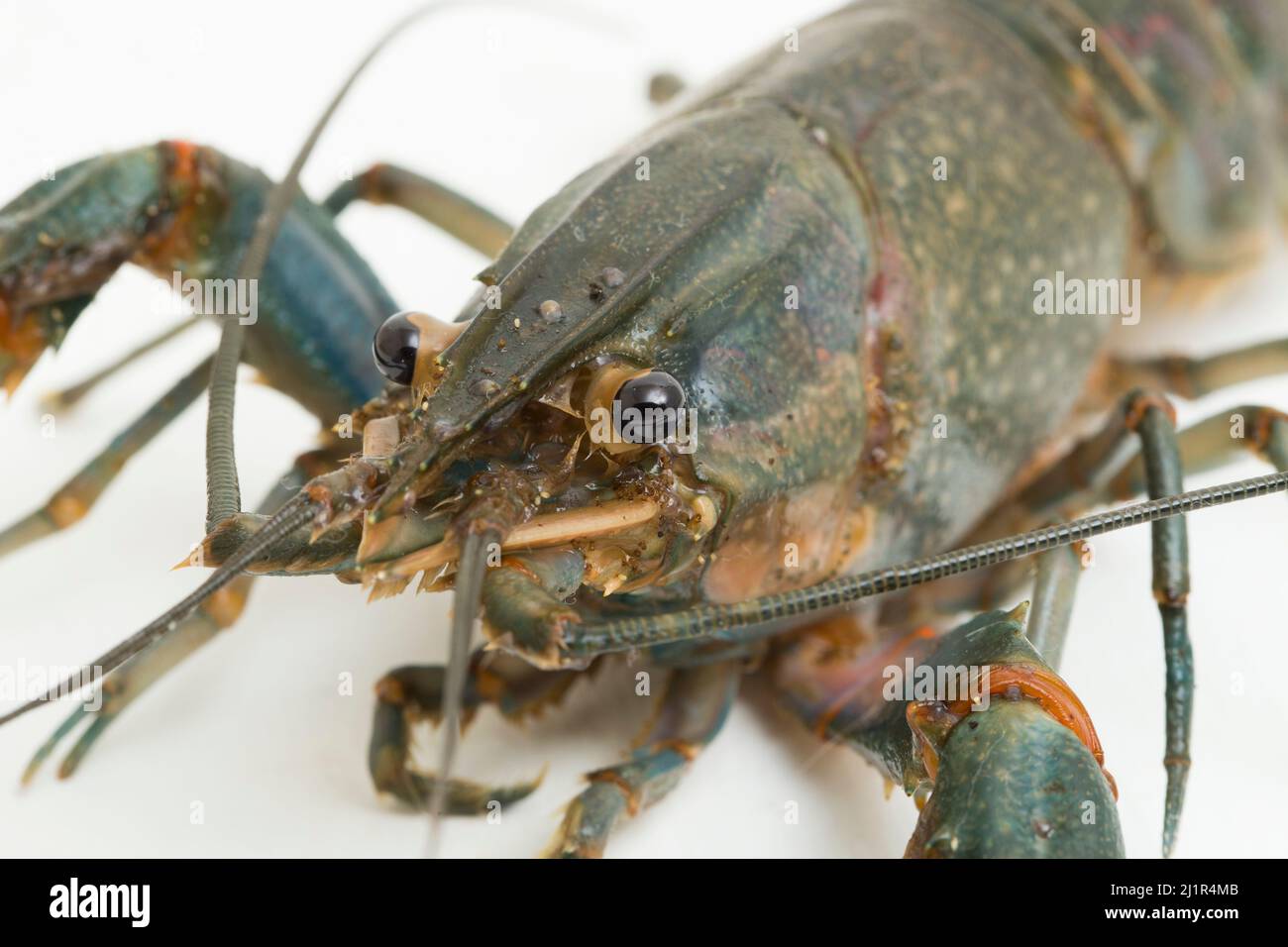 Freshwater crayfish Procambarus clarkii isolated on white background ...