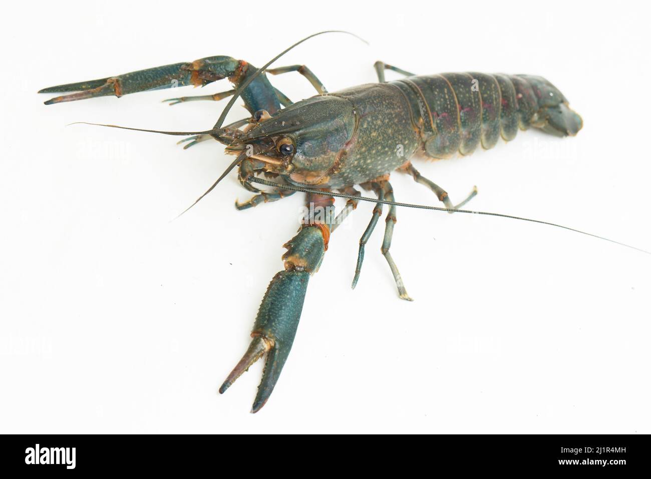 Red swamp crawfish Cut Out Stock Images & Pictures - Alamy