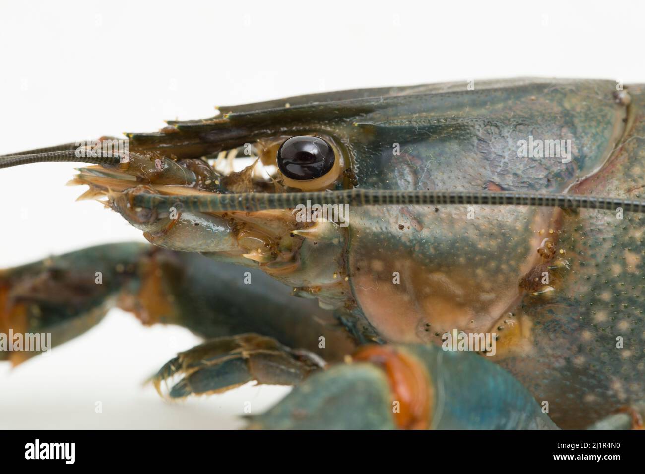 Freshwater crayfish Procambarus clarkii isolated on white background ...