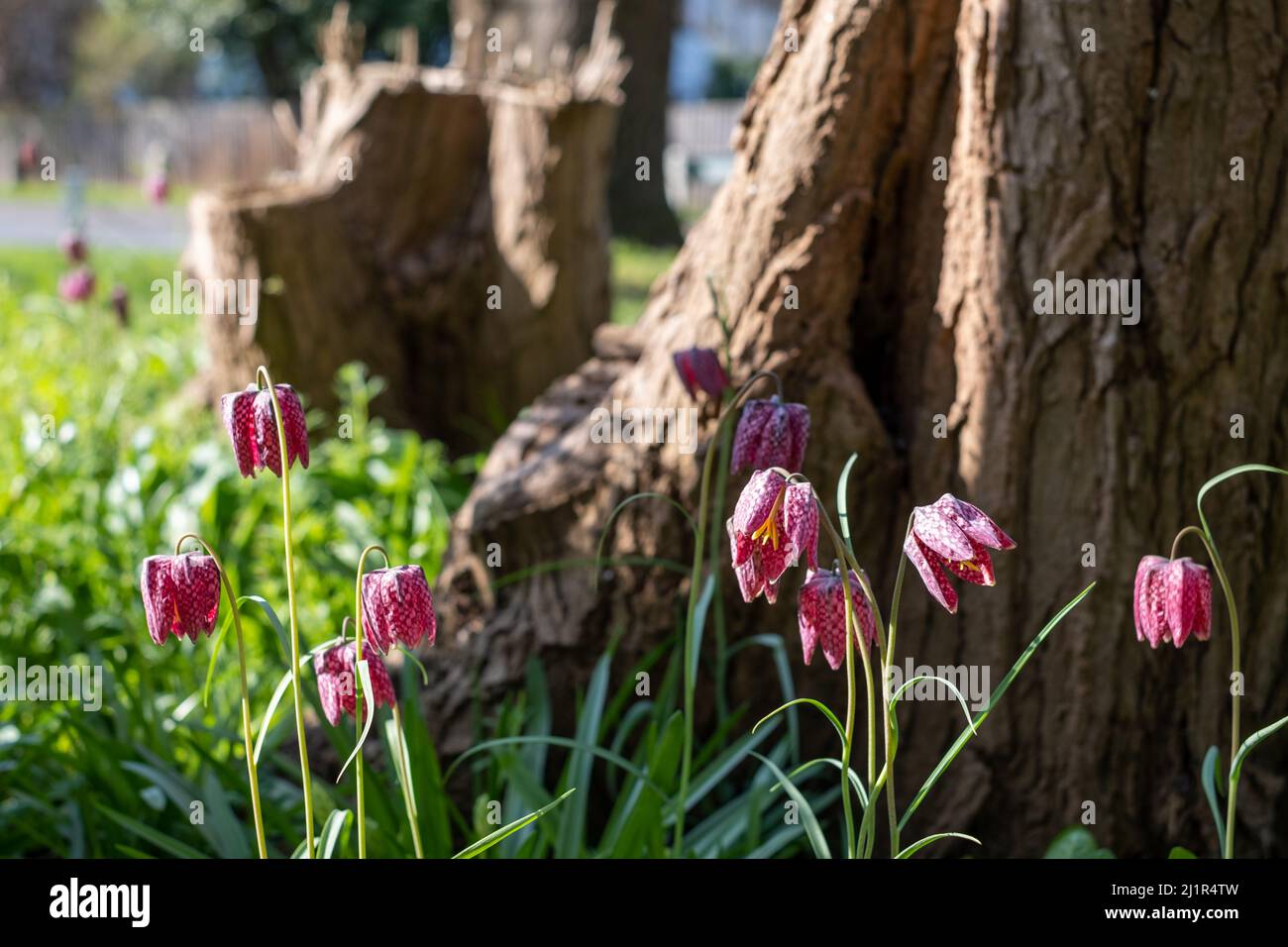 Purple chequered Snake's Head Fritillary flowers grow in a suburban ...
