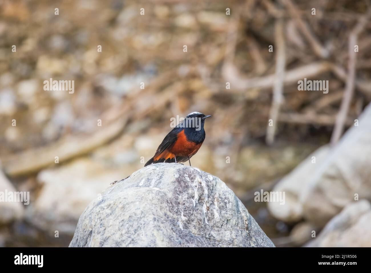 White-capped Redstart, Phoenicurus leucocephalus, male, Uttarakhand ...