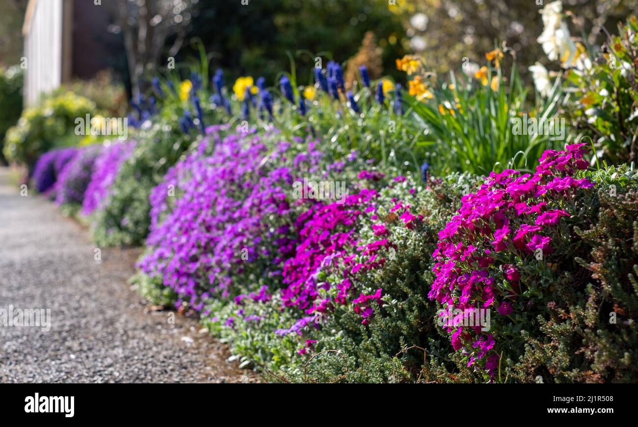 Colourful purple and pink flowered aubretia trailing plants growing on ...