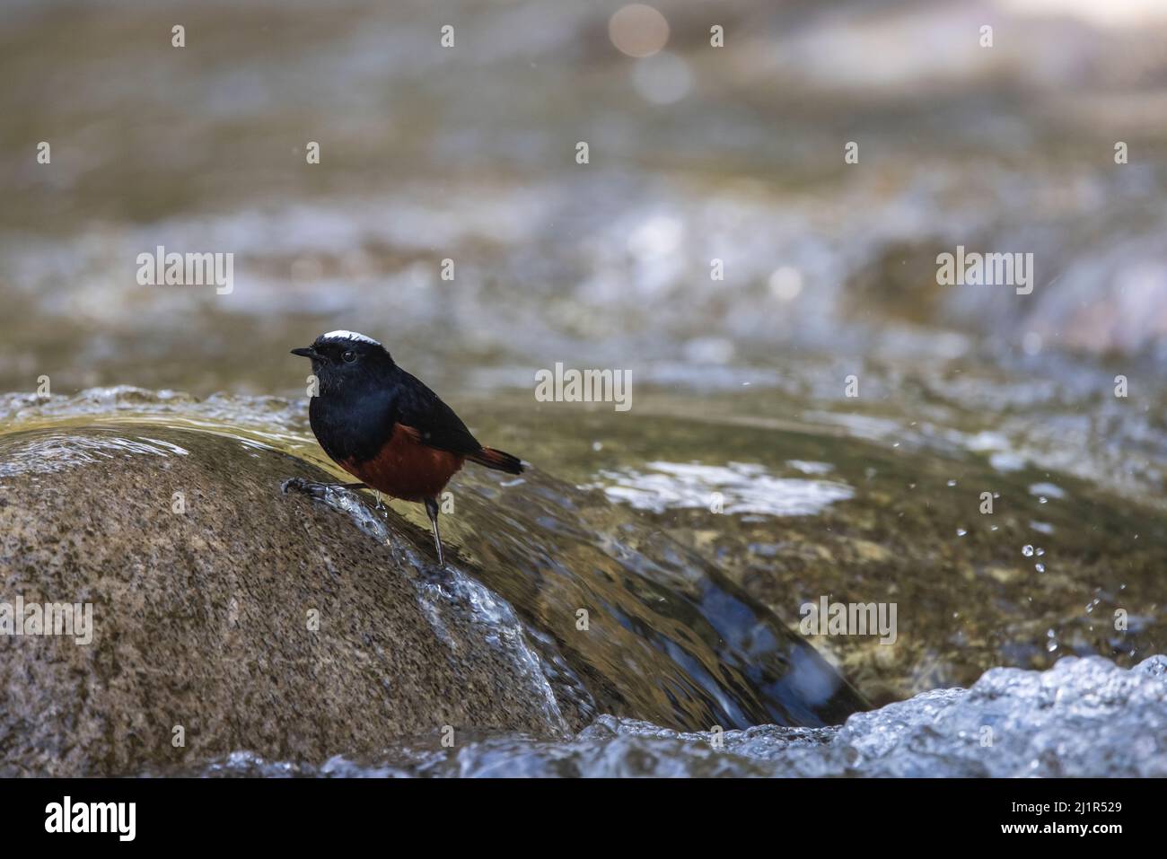 White-capped Redstart, Phoenicurus leucocephalus, male, Uttarakhand ...