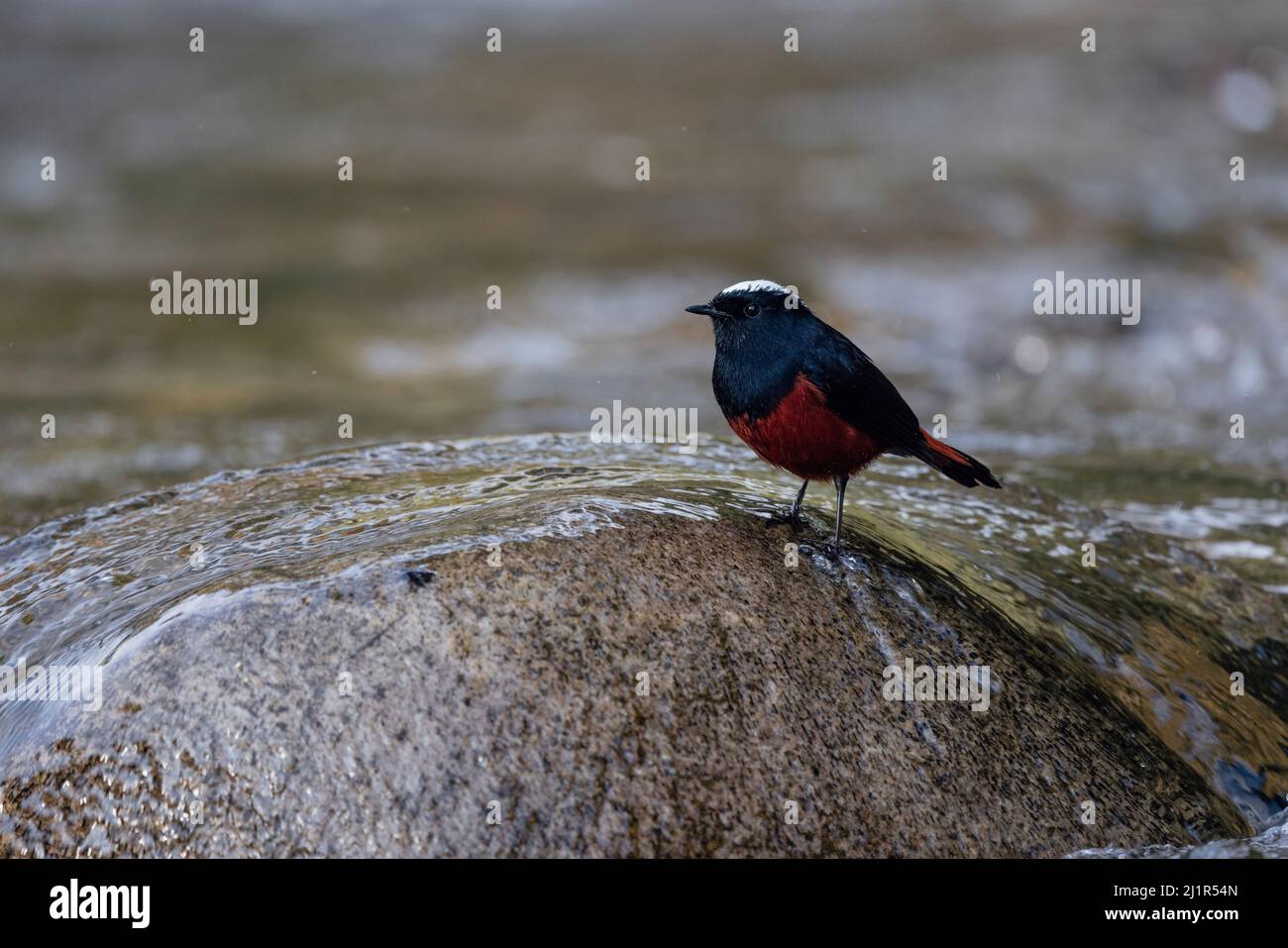 White-capped Redstart, Phoenicurus leucocephalus, male, Uttarakhand ...