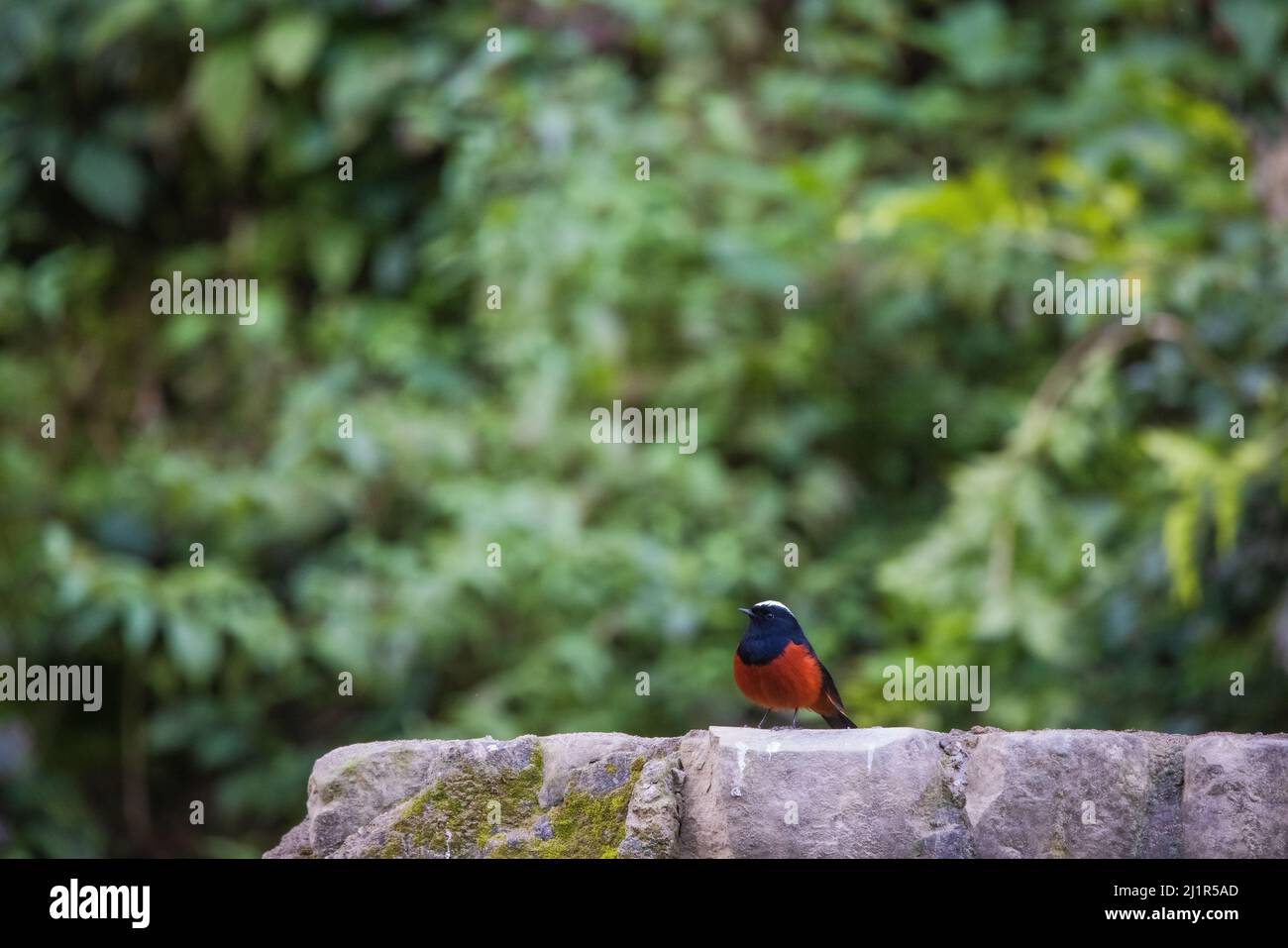 White-capped Redstart, Phoenicurus leucocephalus, male, Uttarakhand ...