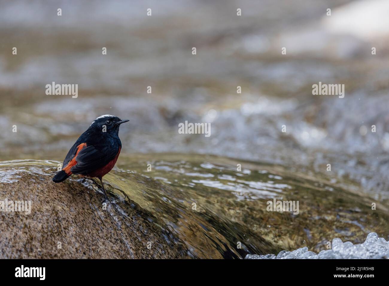 Bird redstart hi-res stock photography and images - Alamy