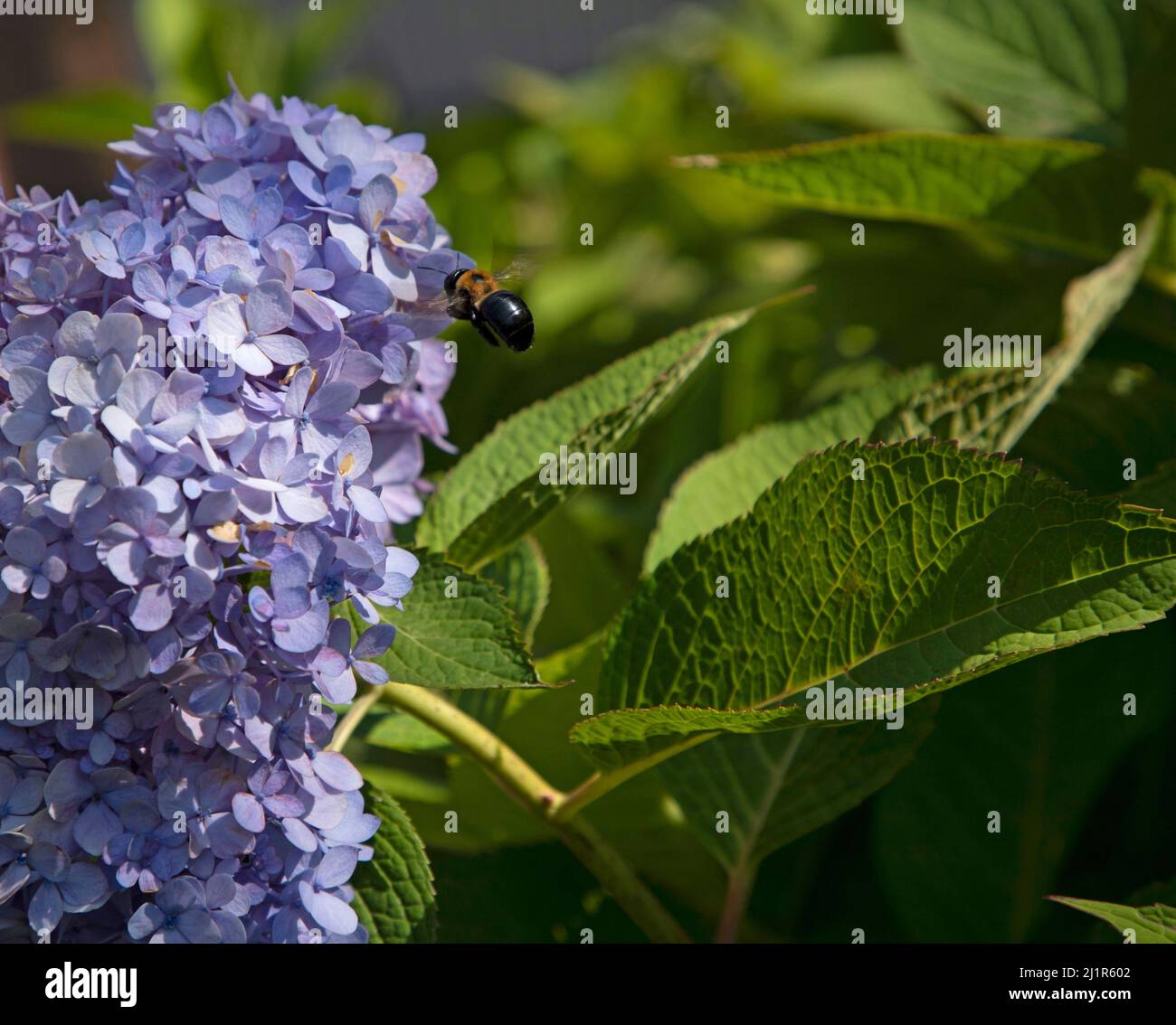 Hydrangea and butterfly hi-res stock photography and images - Alamy