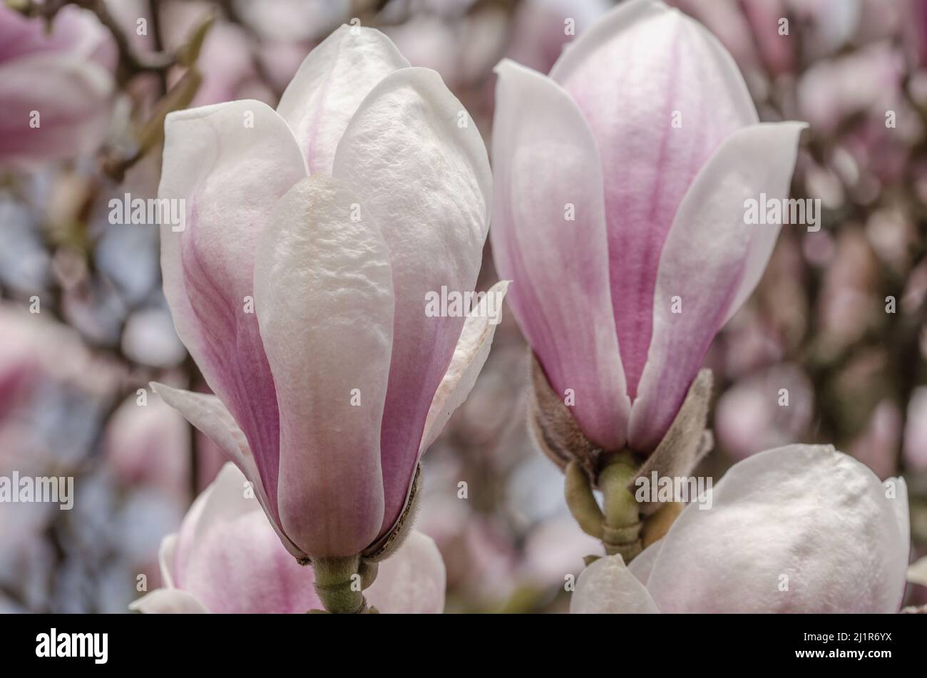 Beautiful magnolia hi-res stock photography and images - Alamy