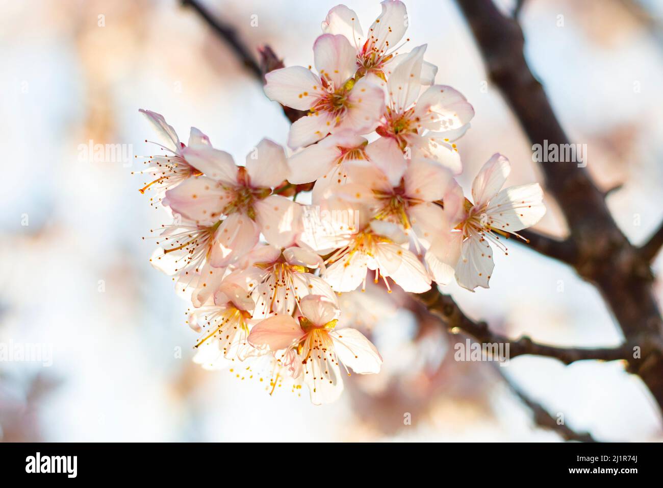 Big chungus hi-res stock photography and images - Alamy