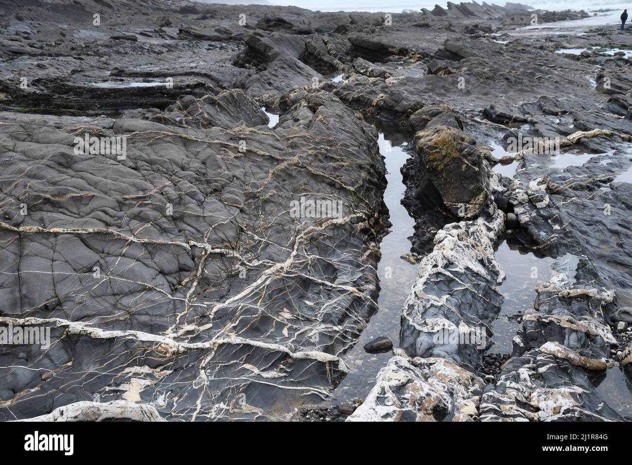 Crackington Haven beach showing the geological formation of mudstones ...
