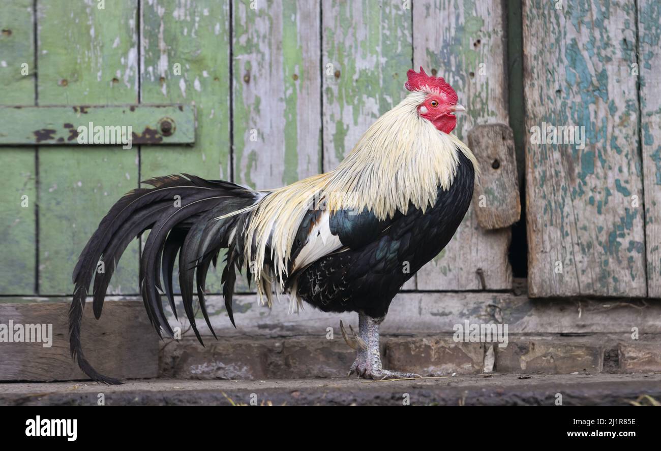 rooster with a long tail stands against the background of the door ...