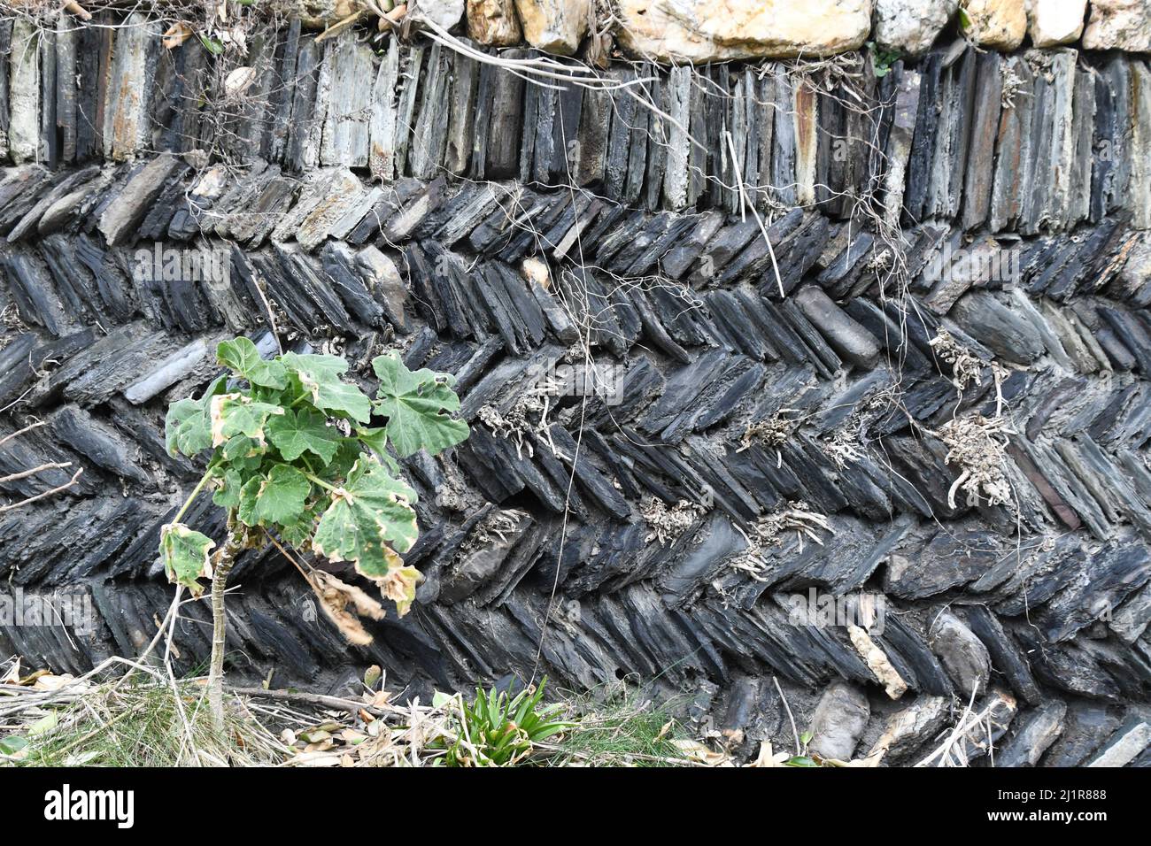 Stone wall lining the path in Boscastle, Cornwall. Soil filled using ...