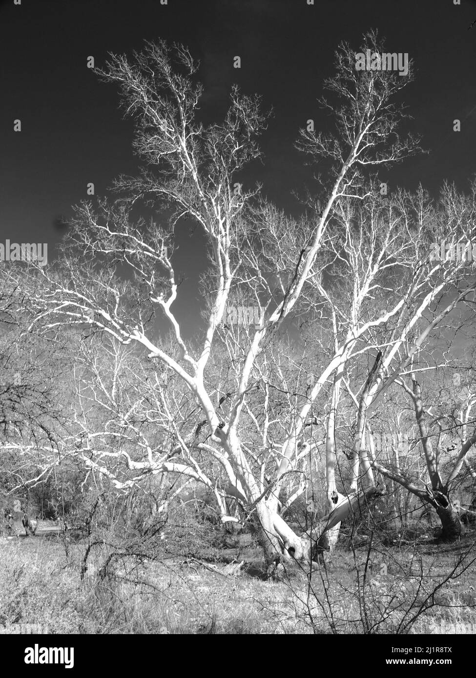 Large Sycamore tree in Montezuma's Castle, park in Arizona. Used for ...