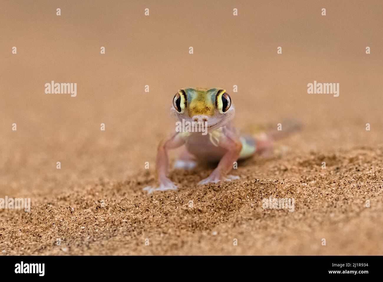 A Namib sand gecko, small colorful lizard in the Namib desert Stock ...
