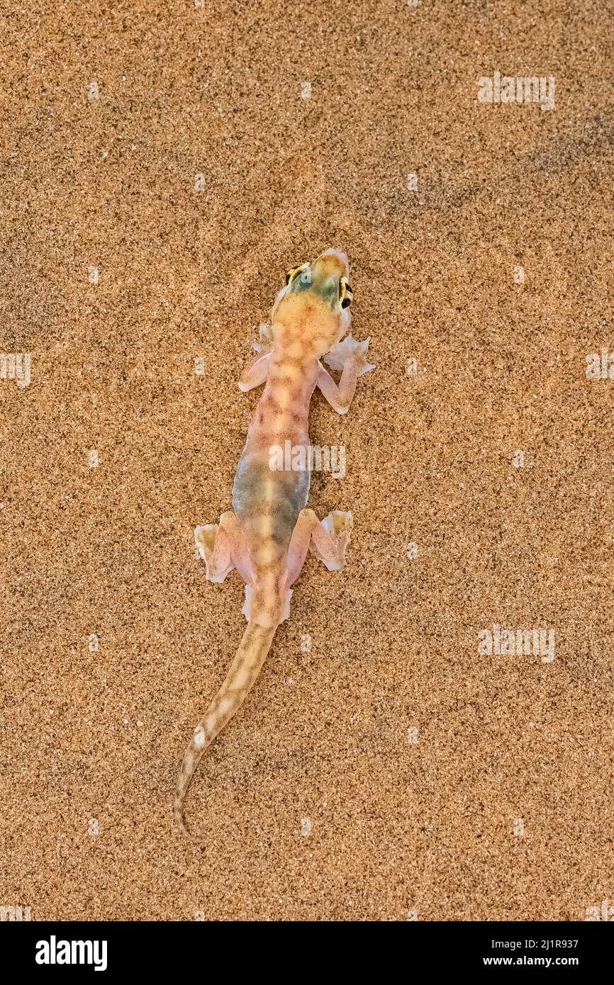 A Namib sand gecko, small colorful lizard in the Namib desert Stock ...