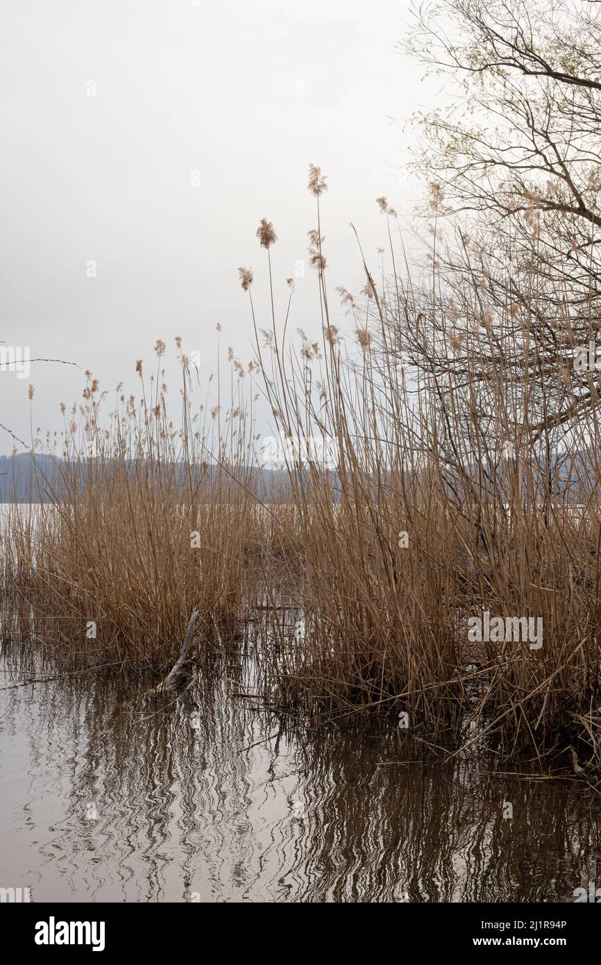 Lake vico natural reserve hi-res stock photography and images - Alamy