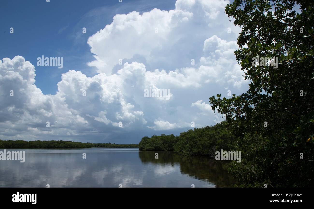 Florida trees hi-res stock photography and images - Alamy