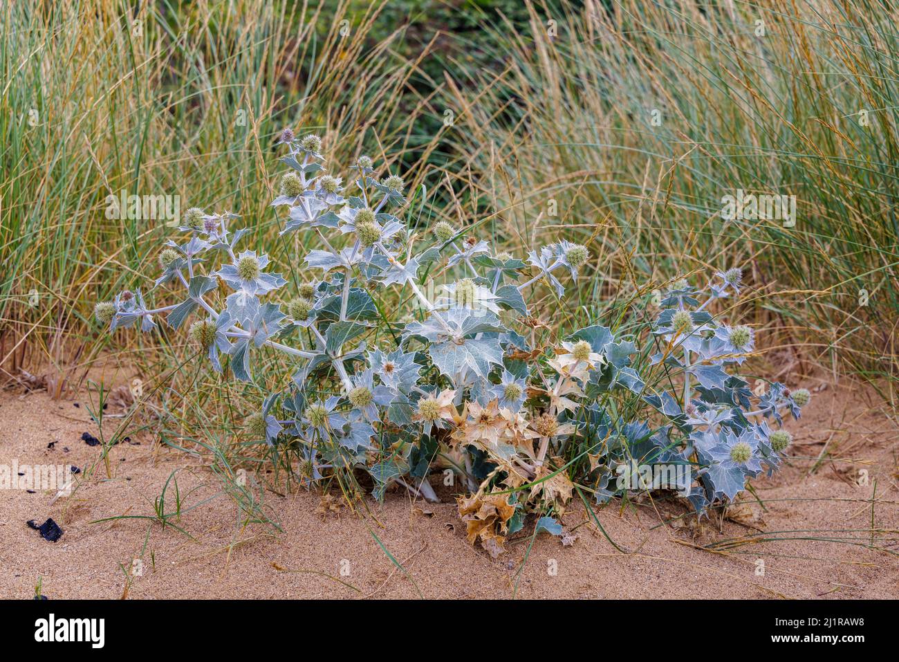 Spiky sea holly (Eryngium maritimum) growing in sand dunes on North ...