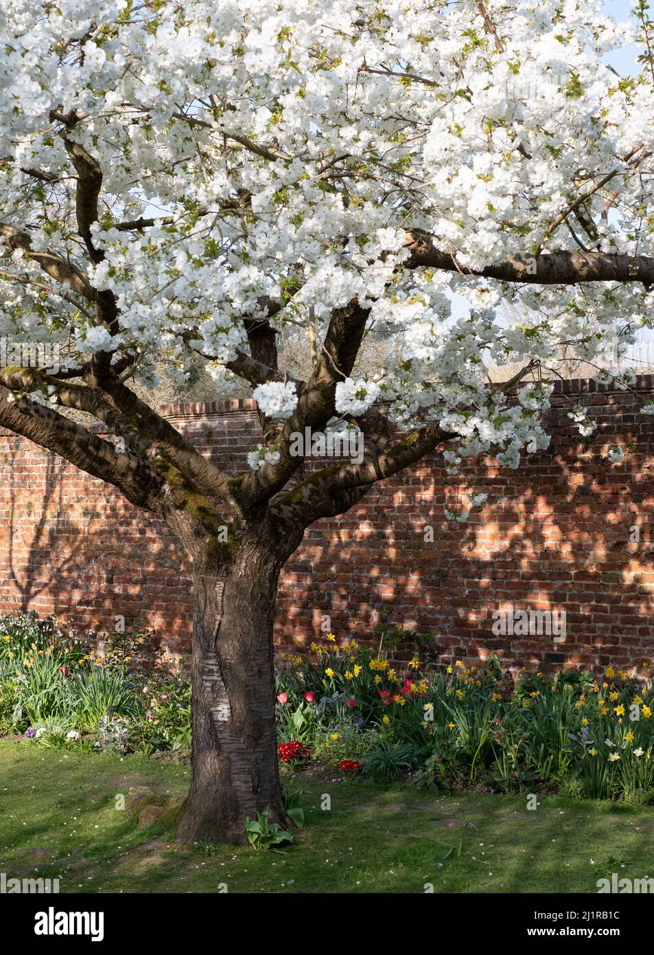 White blossom tree, photographed in springtime outside Eastcote House ...