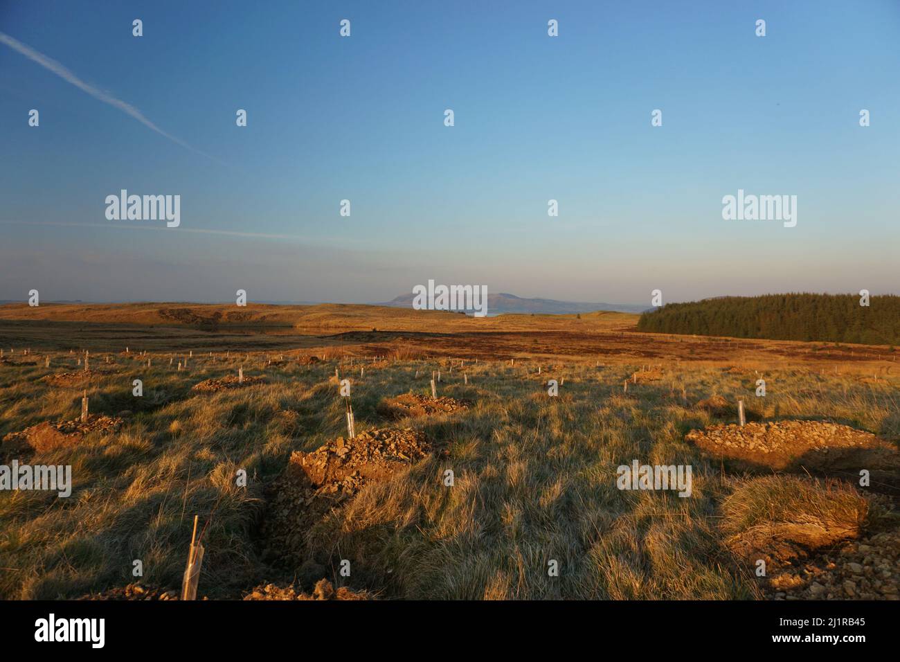Planting big trees hi-res stock photography and images - Alamy