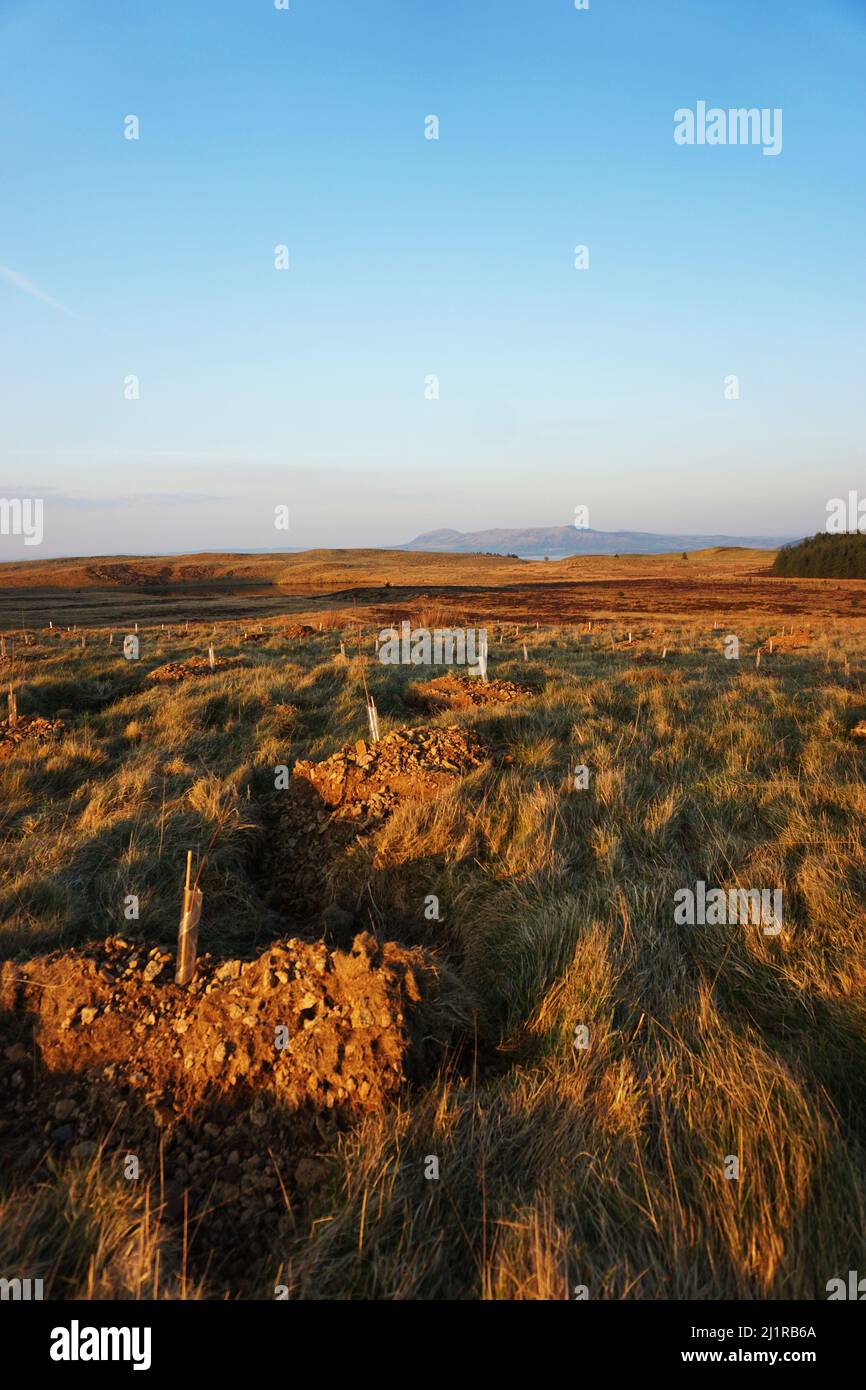 Rewilded land hi-res stock photography and images - Alamy
