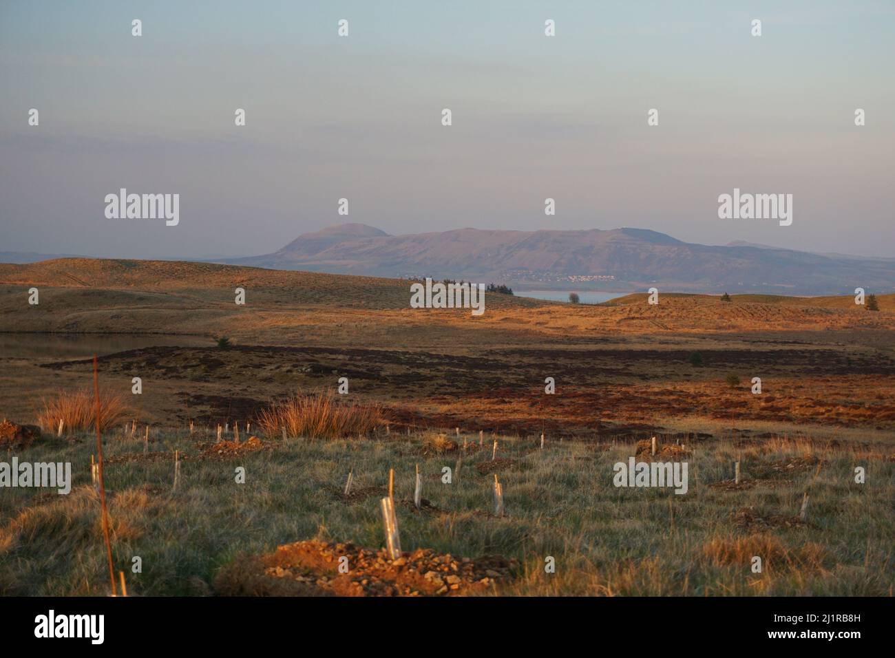 Rewilded land hi-res stock photography and images - Alamy
