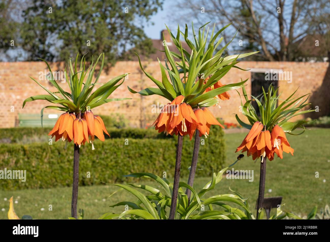 Orange crown imperial lilies, Fritillaria imperialis, photographed at ...