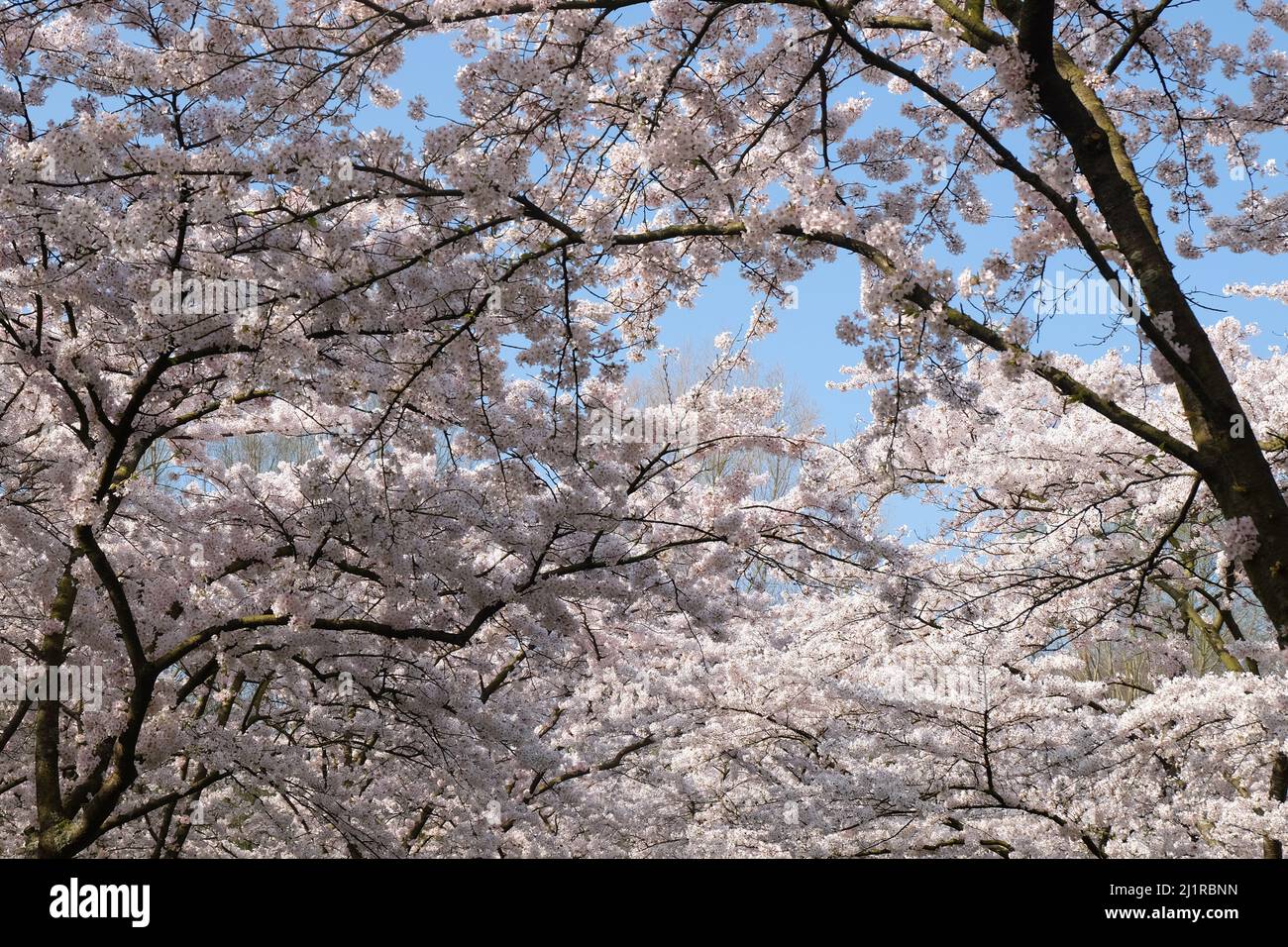 Sakura in the Spring Stock Photo - Alamy