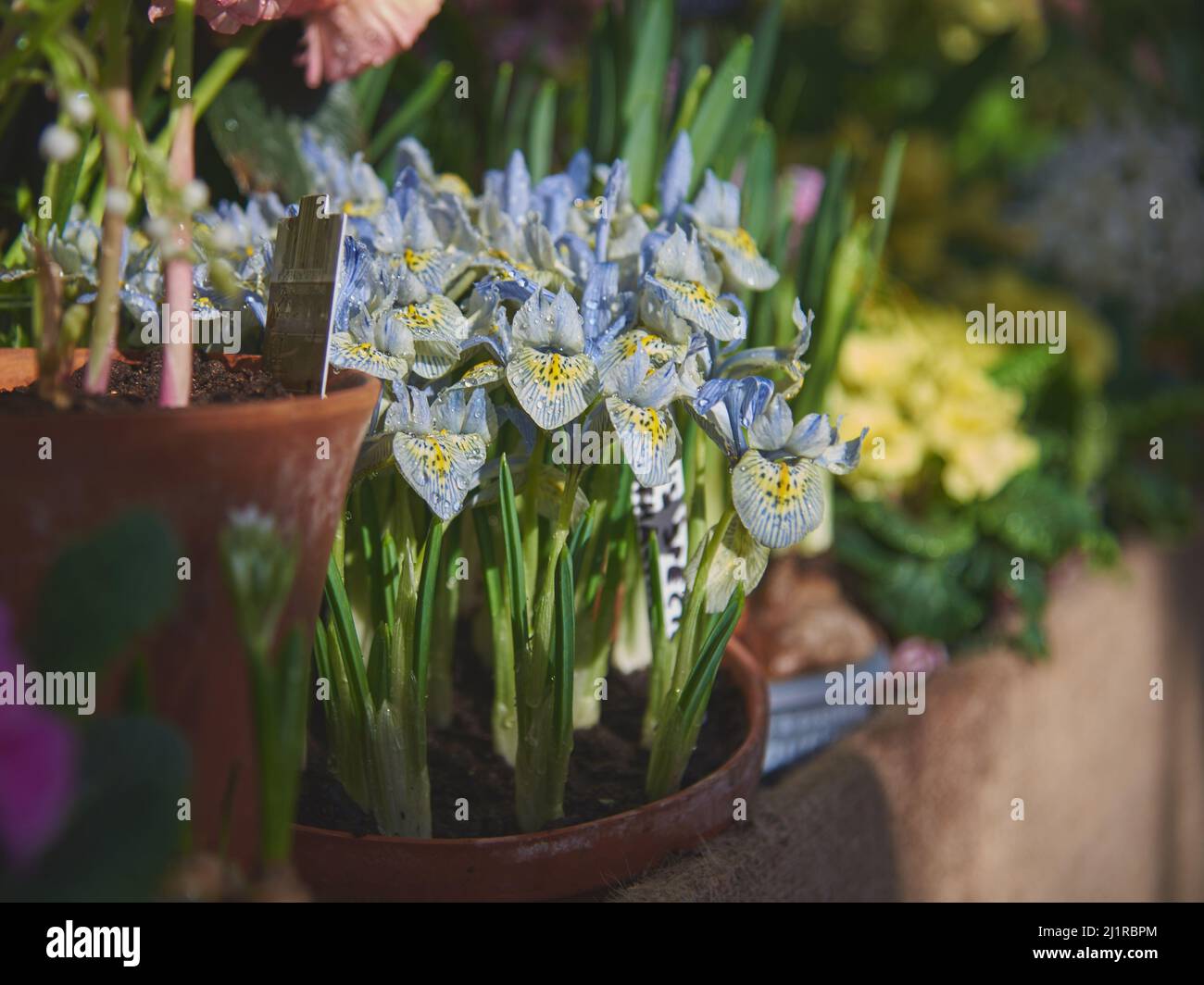 Yellow-blue irises in a pot at the exhibition of spring flowers Stock ...