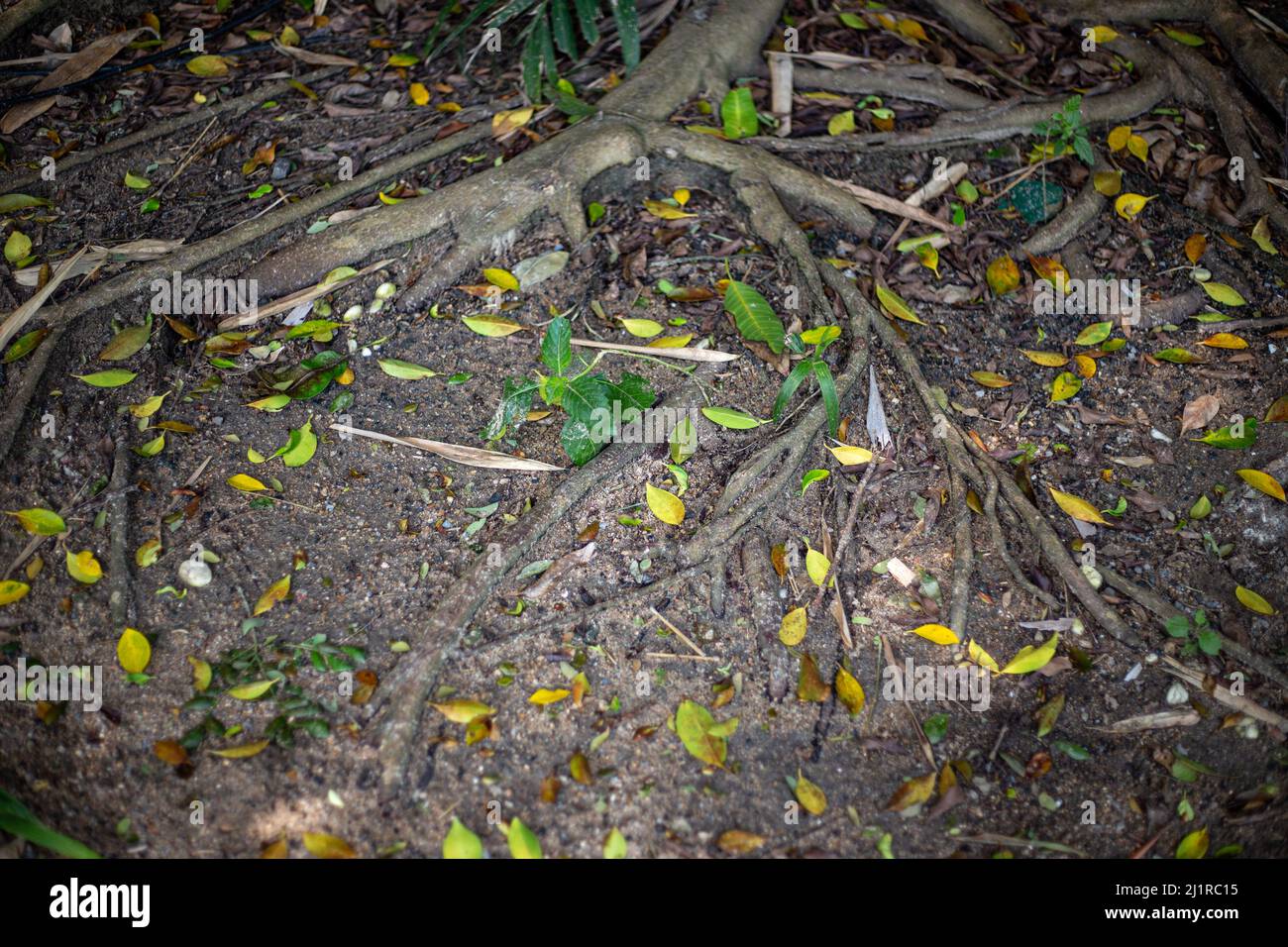 the roots of the tree come to the surface of the earth, selective focus ...