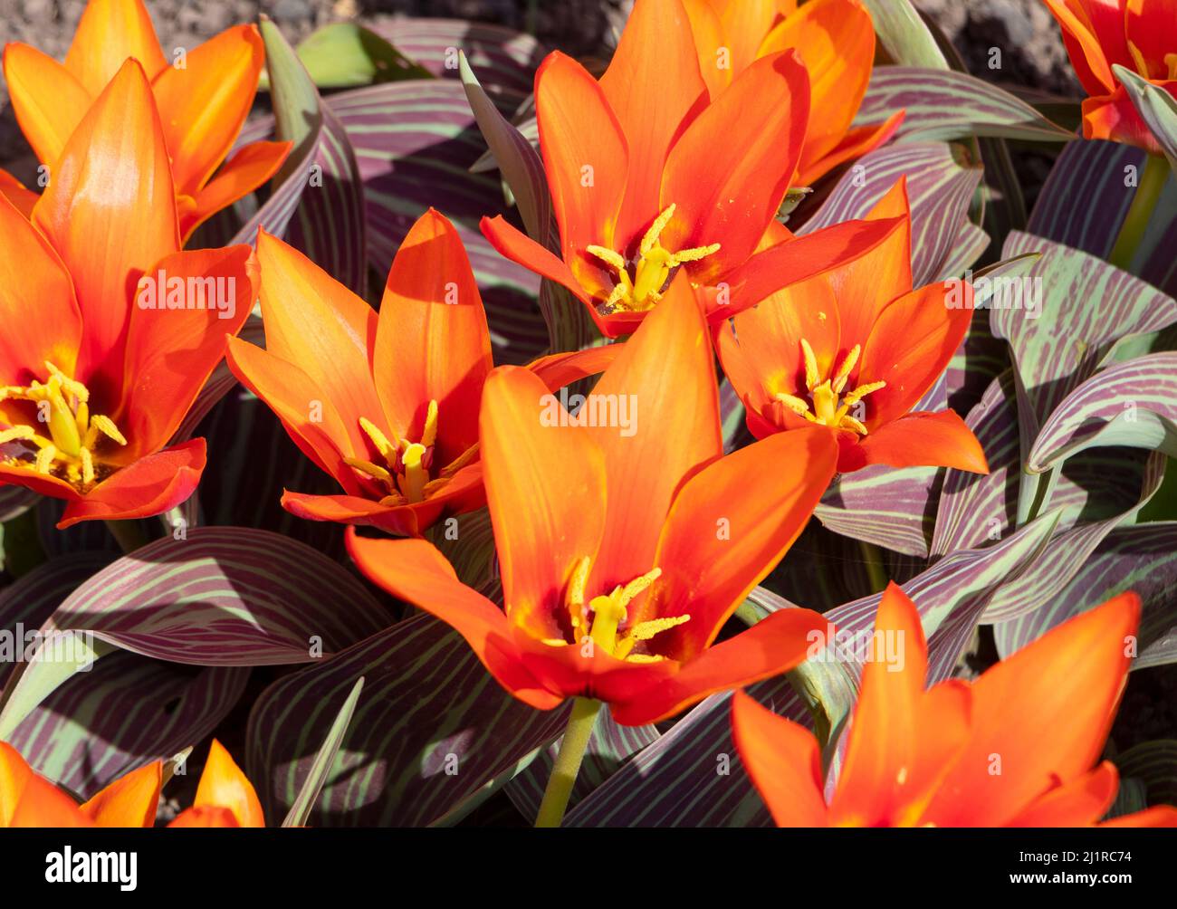 Erddig 18th Century Manor House and landscaped gardens and lake owned ...