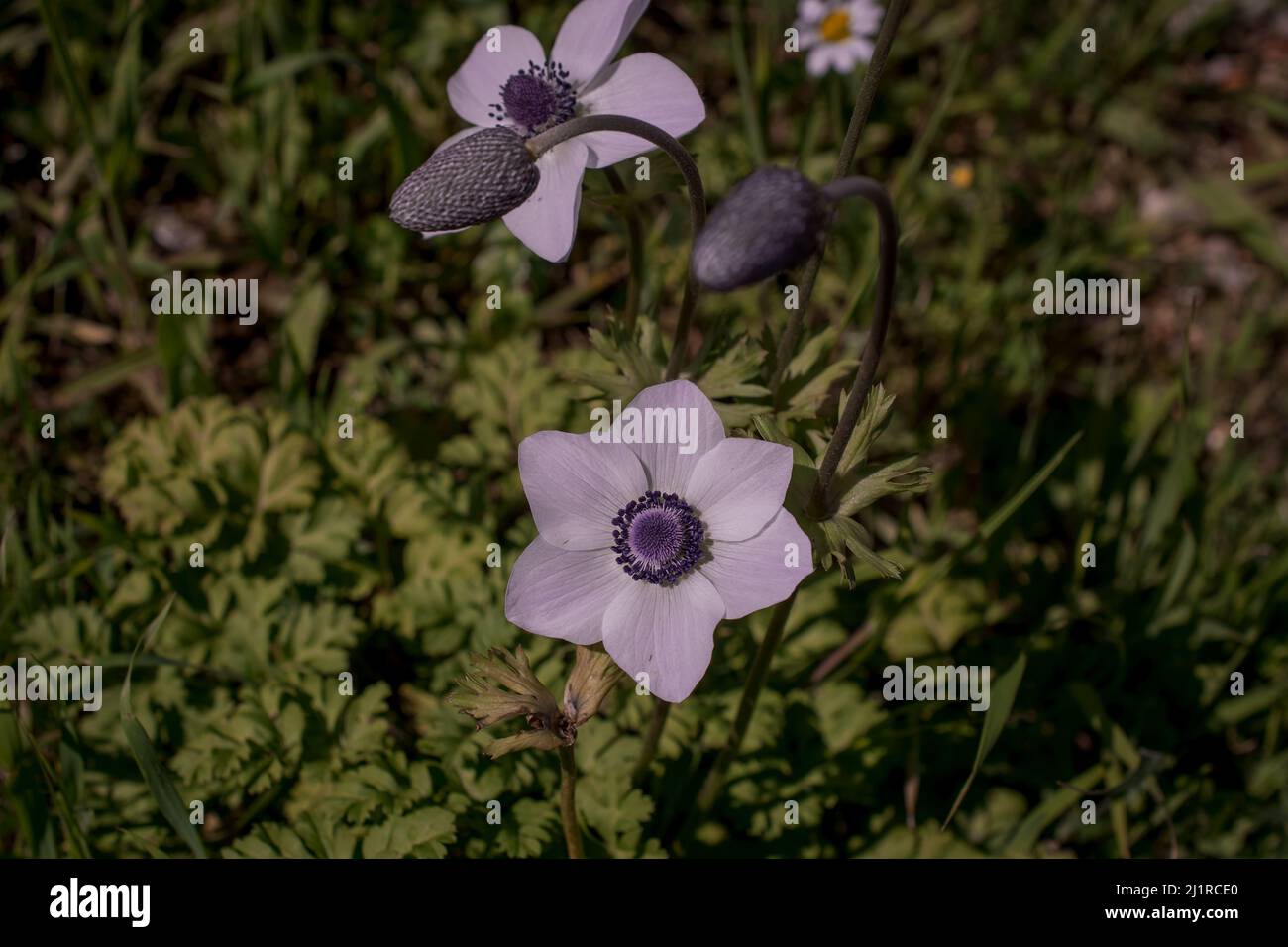 Branched anemone hi-res stock photography and images - Alamy
