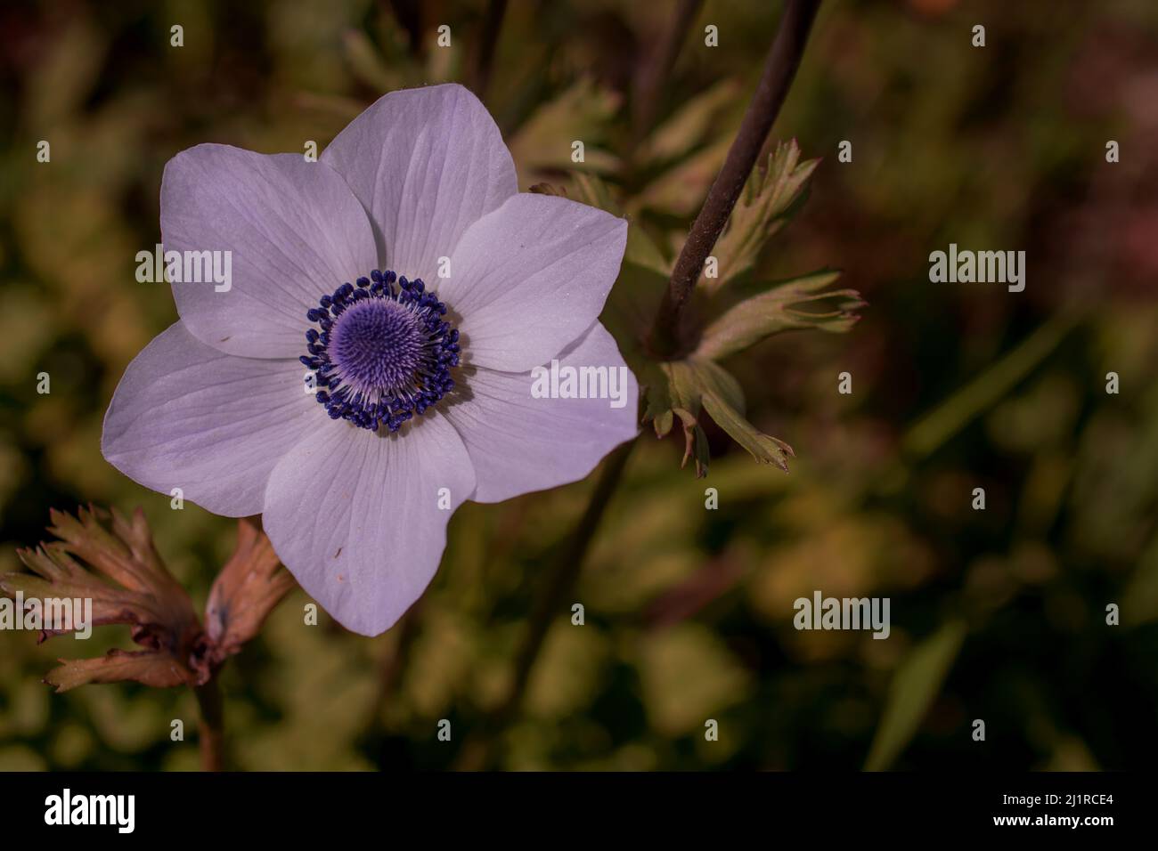 Branched anemone hi-res stock photography and images - Alamy
