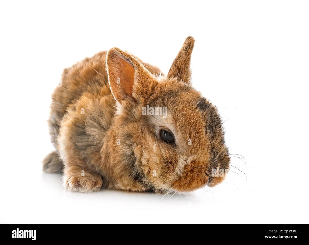Rex rabbit in front of white background Stock Photo - Alamy