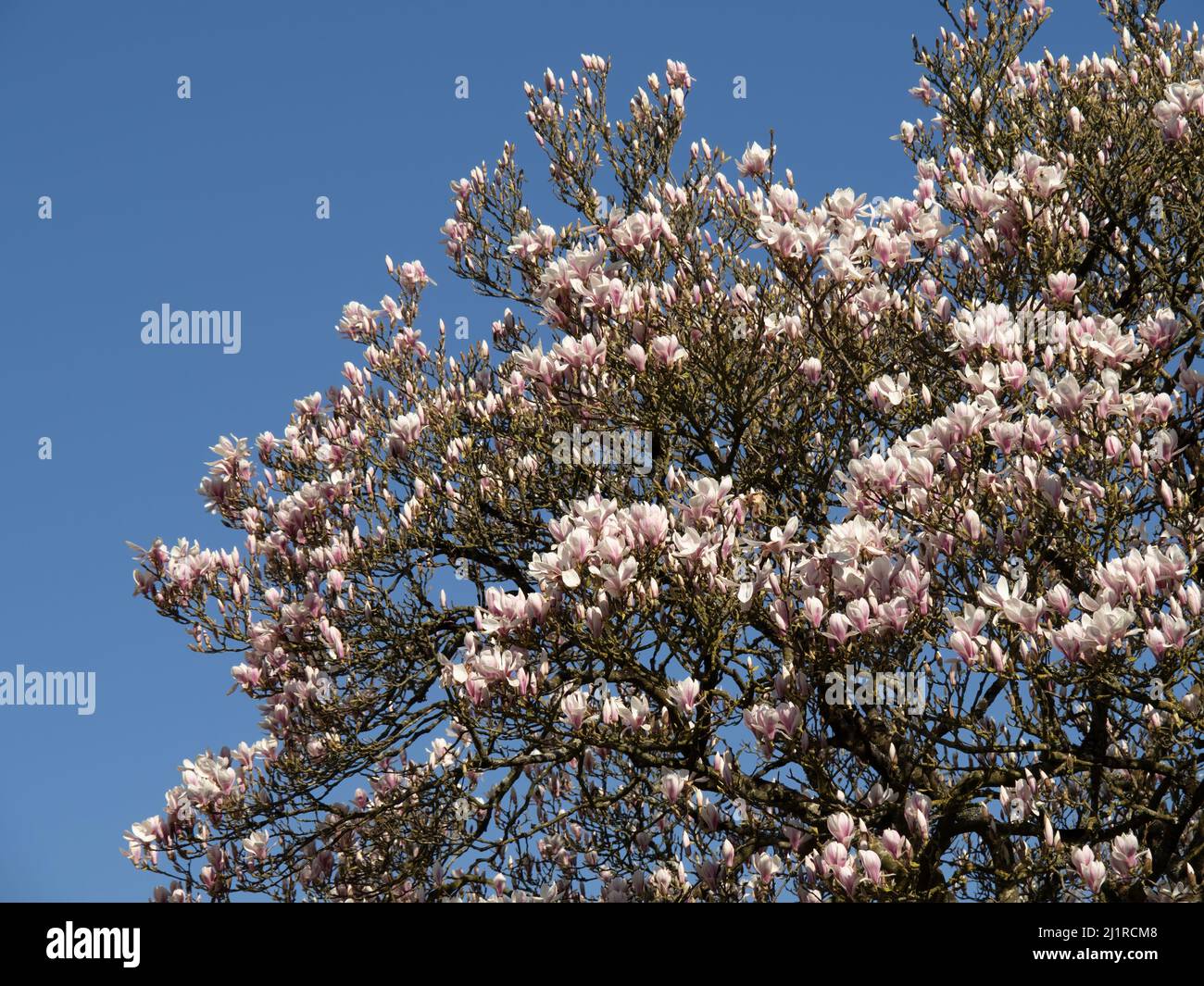 Magnolia bloom hi-res stock photography and images - Alamy