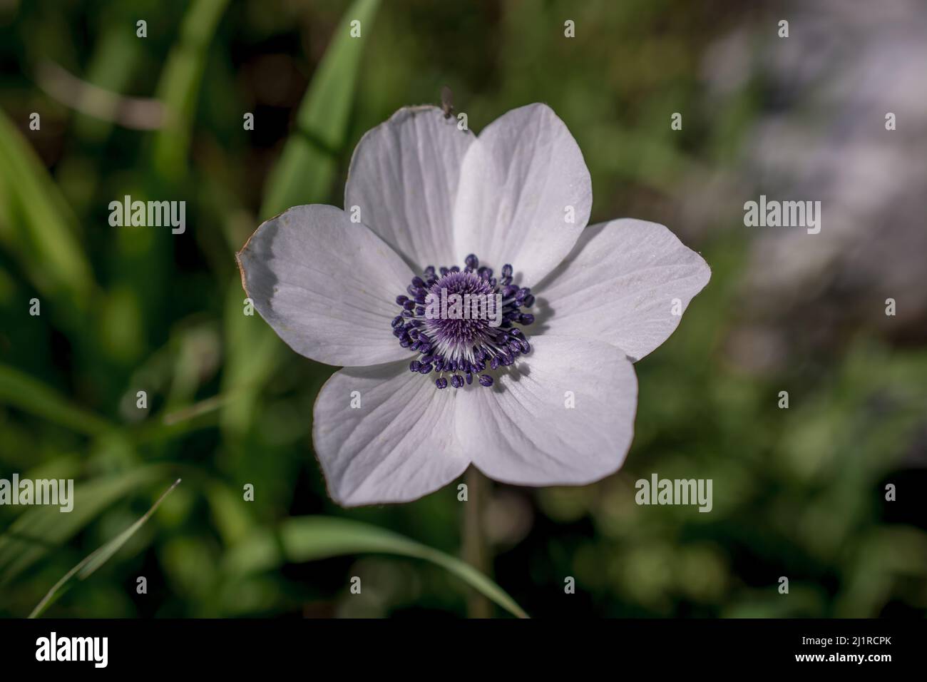 Branched anemone hi-res stock photography and images - Alamy
