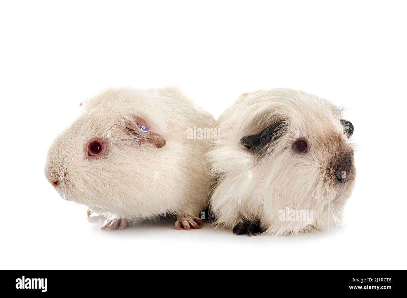 Guinea pig eyes Cut Out Stock Images & Pictures - Alamy